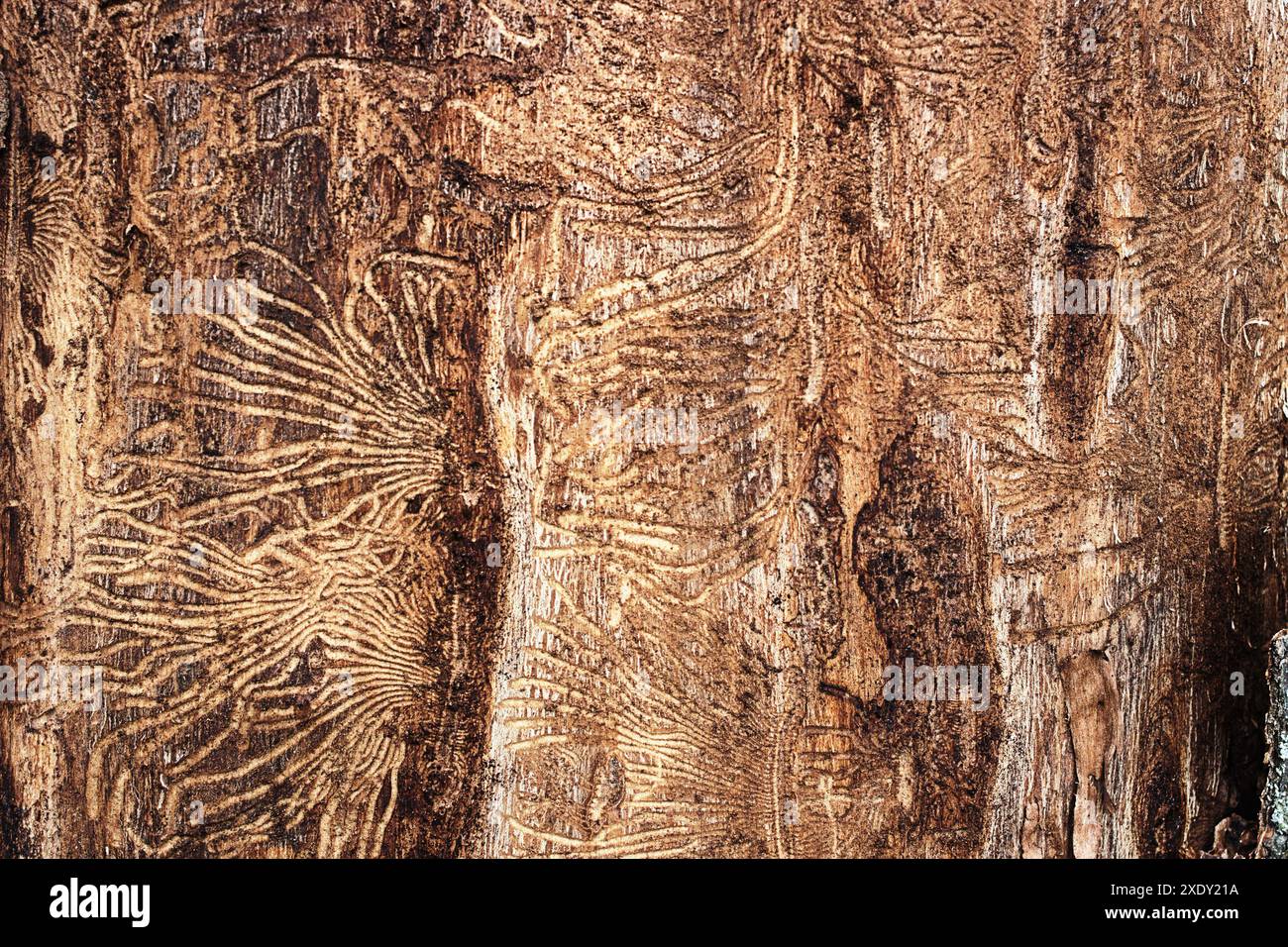 Wood tapestried with insect tracks Stock Photo - Alamy