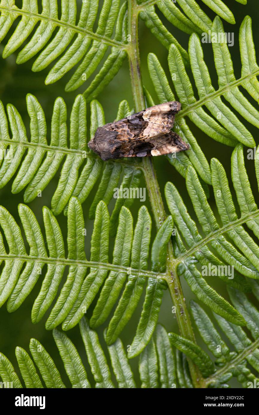 Small Angle Shades (Euplexia lucipara) moth on bracken leaf, Haldon ...
