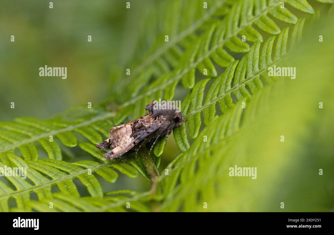 Small Angle Shades (Euplexia lucipara) moth on bracken leaf, Haldon ...