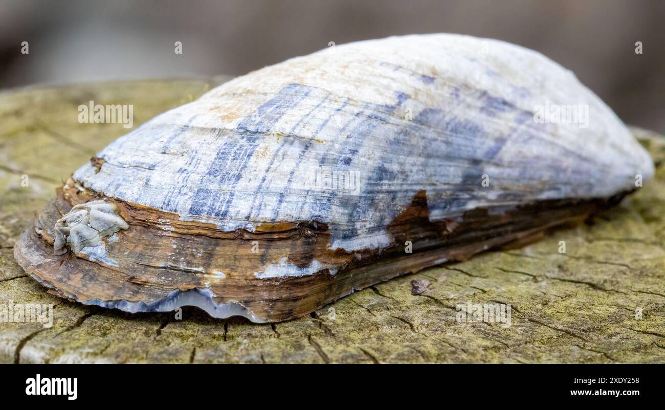 Barnacle shell hi-res stock photography and images - Alamy
