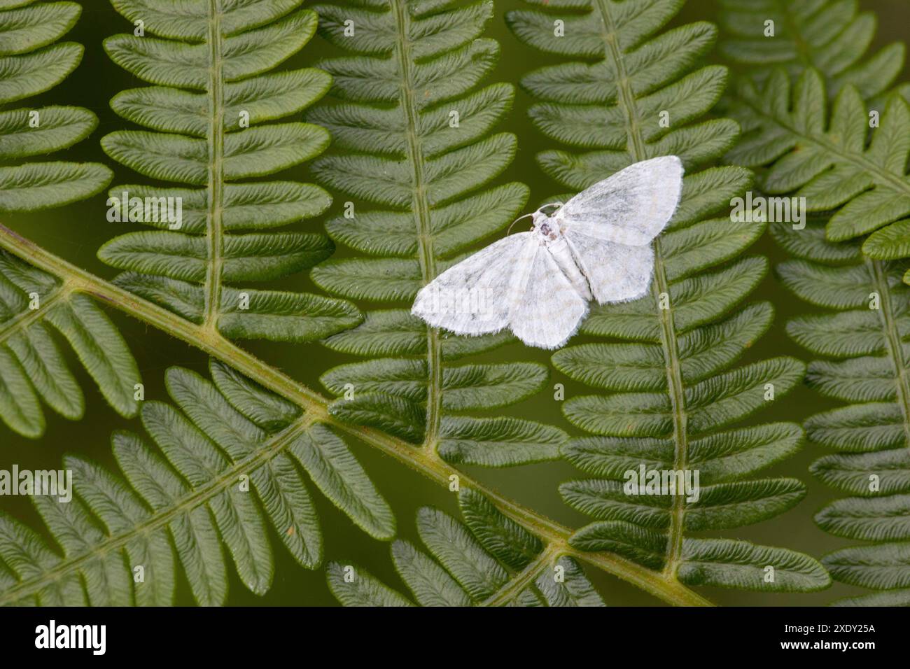 Small White Wave moth (Asthena albulata) on bracken leaf in Haldon ...