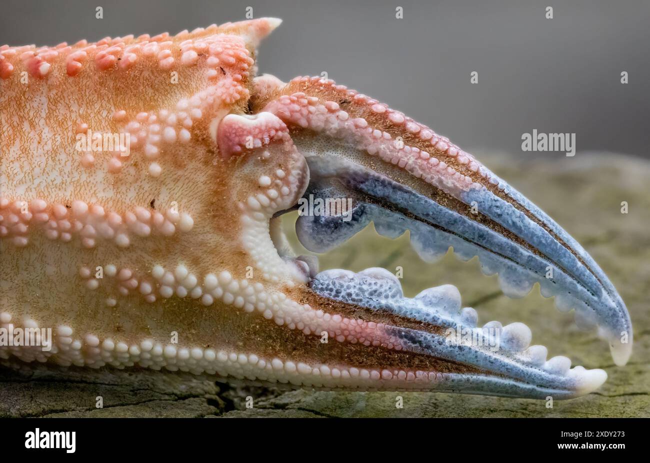 Close up macro crab hi-res stock photography and images - Alamy