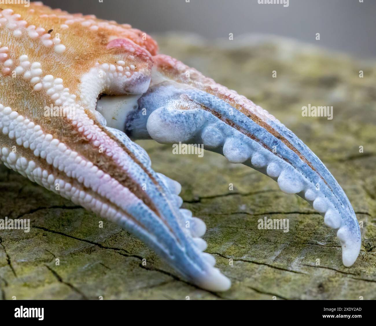 Claw detail hi-res stock photography and images - Alamy