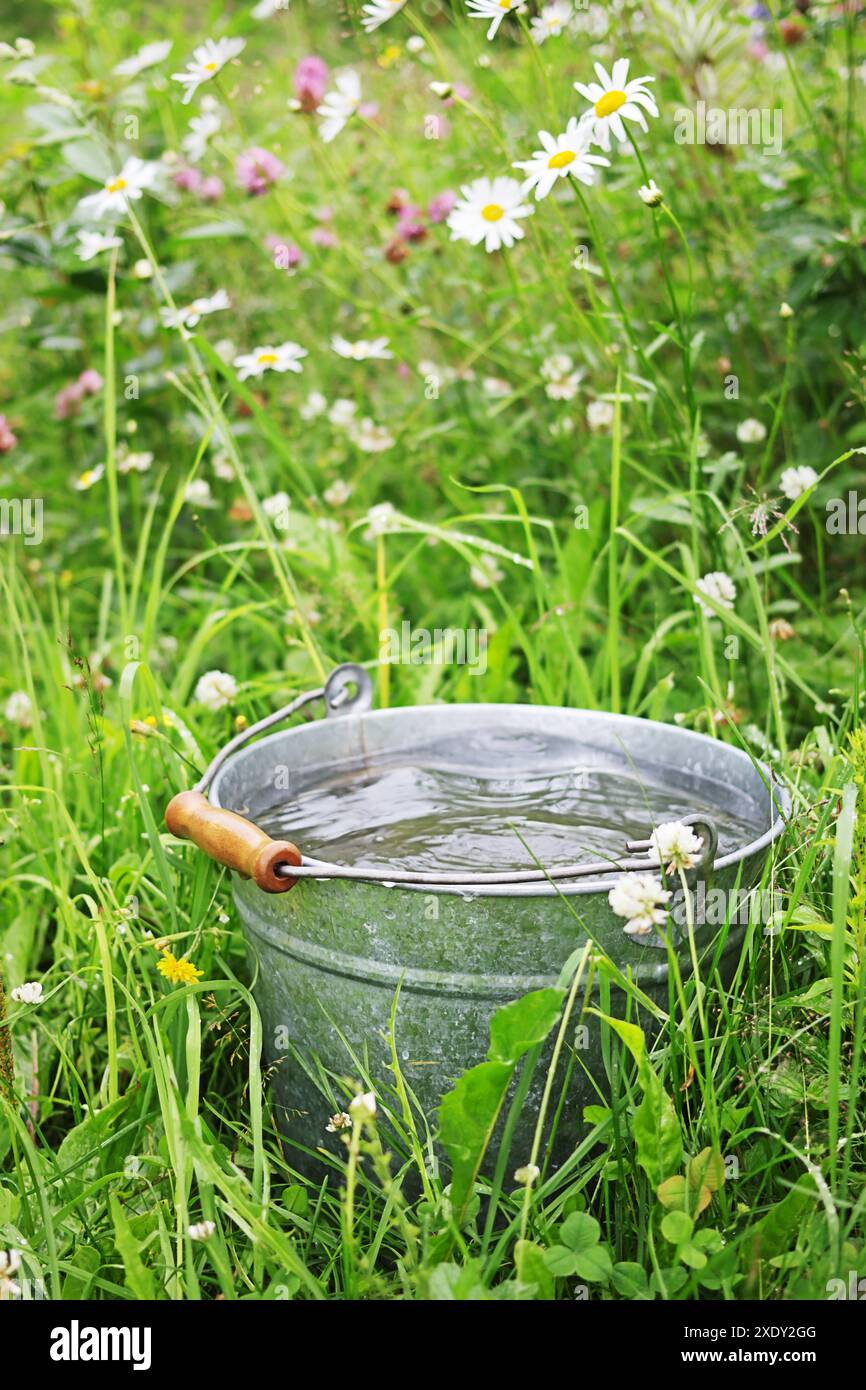 Metal bucket with rainwater in the grass Stock Photo - Alamy