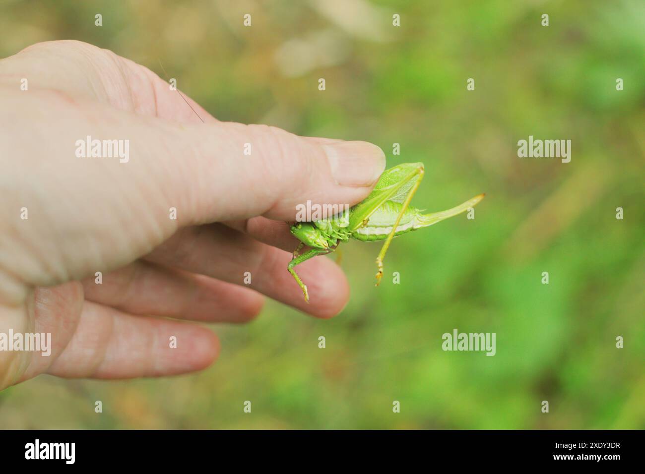 Grasshopper in hand Stock Photo - Alamy