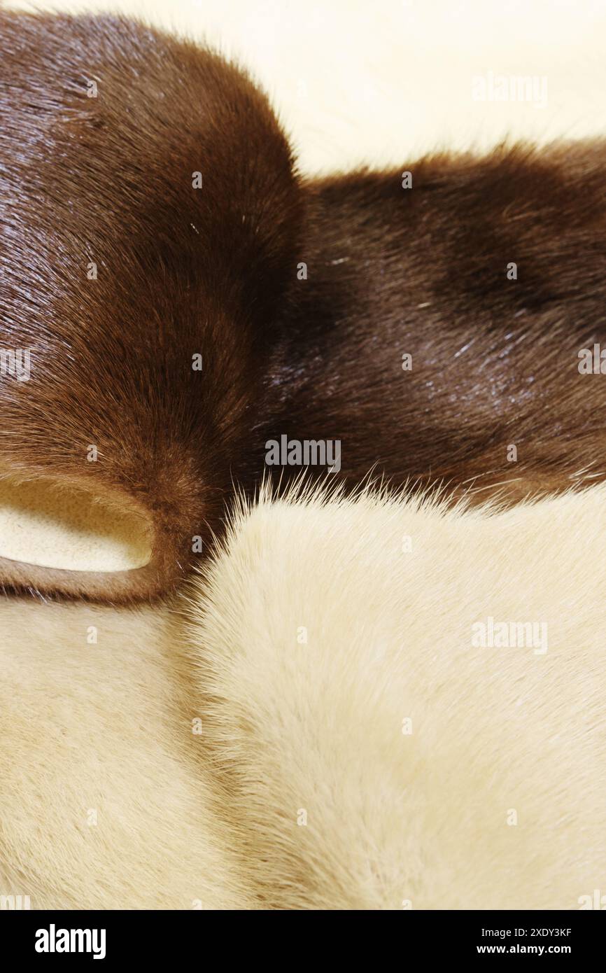 Mink animal hi-res stock photography and images - Alamy