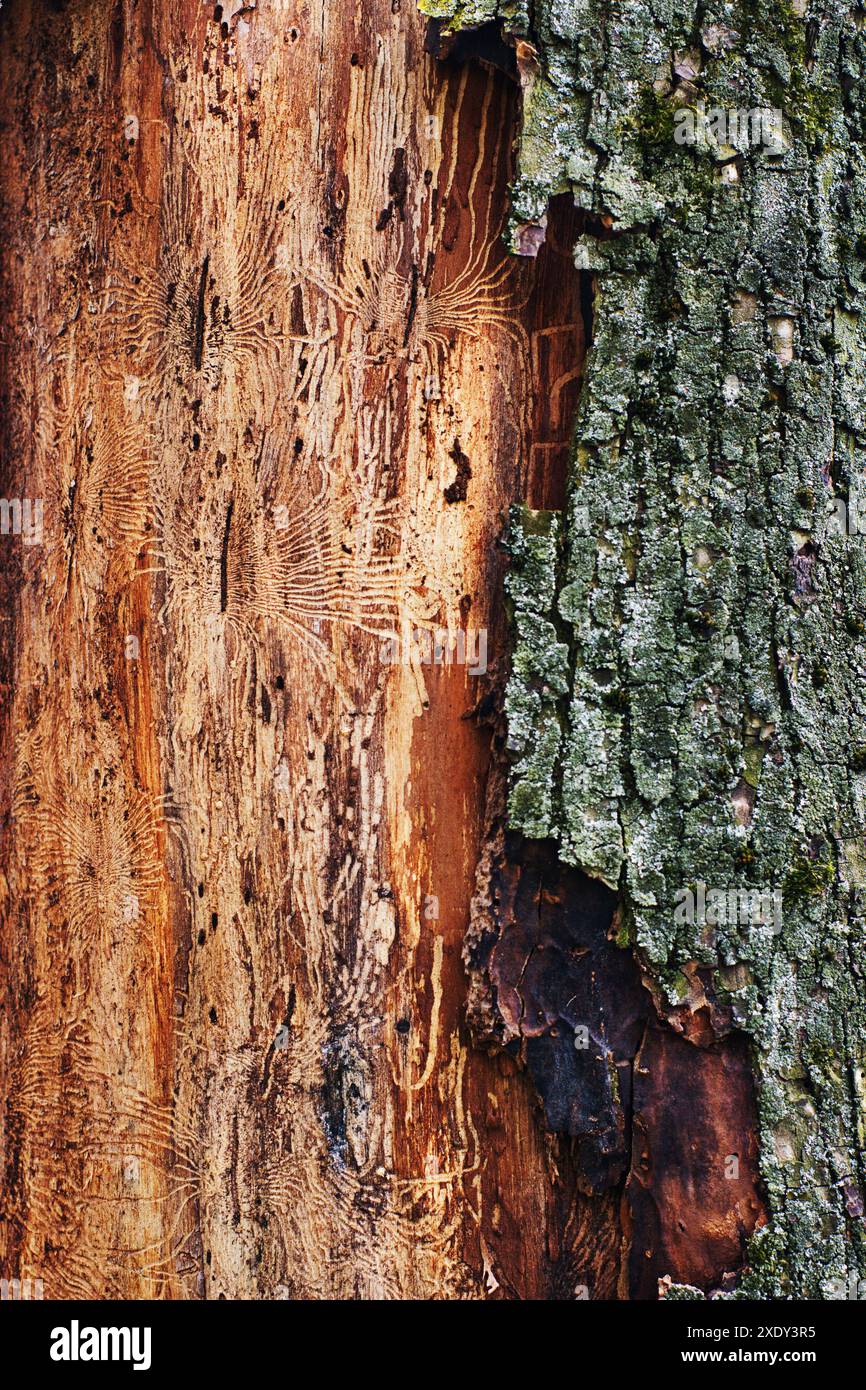 Insect tracks hi-res stock photography and images - Alamy