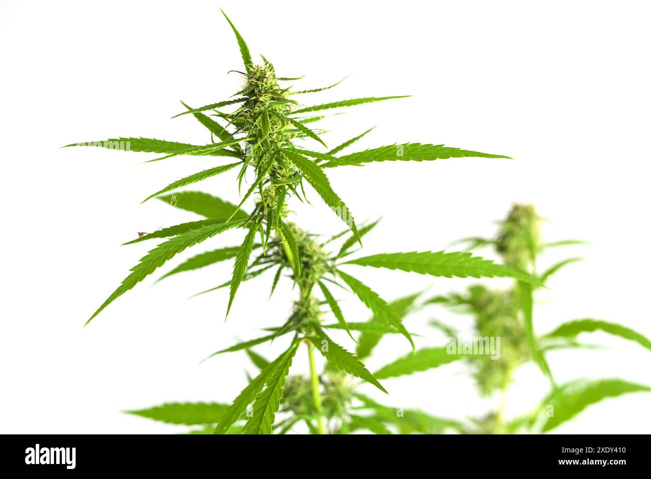 Cannabis freigabe hi-res stock photography and images - Alamy