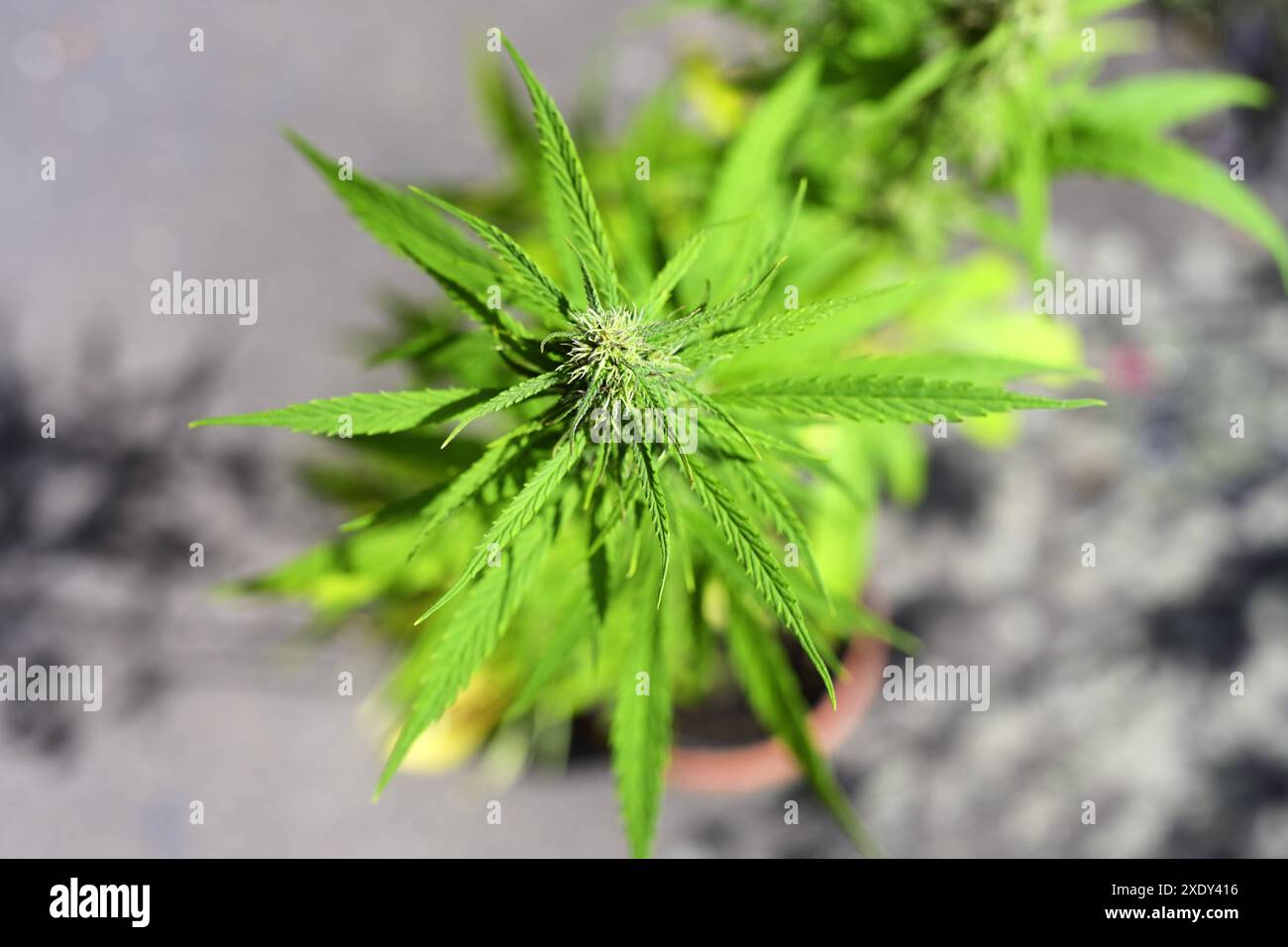 Cannabis freigabe hi-res stock photography and images - Alamy