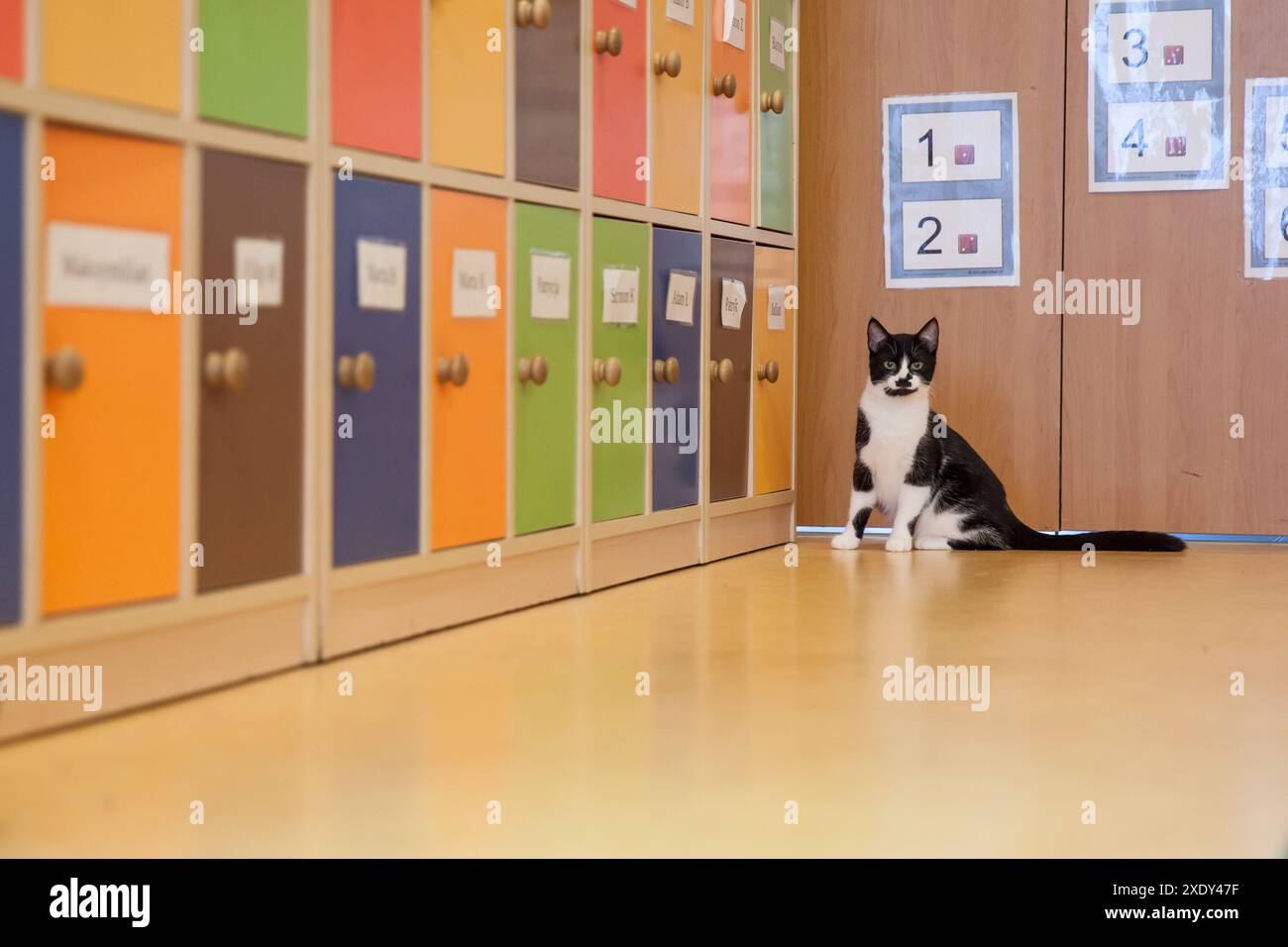 młody kot w przedszkolu, kot w szkole, kot w domu, kot z dziećmi Stock ...