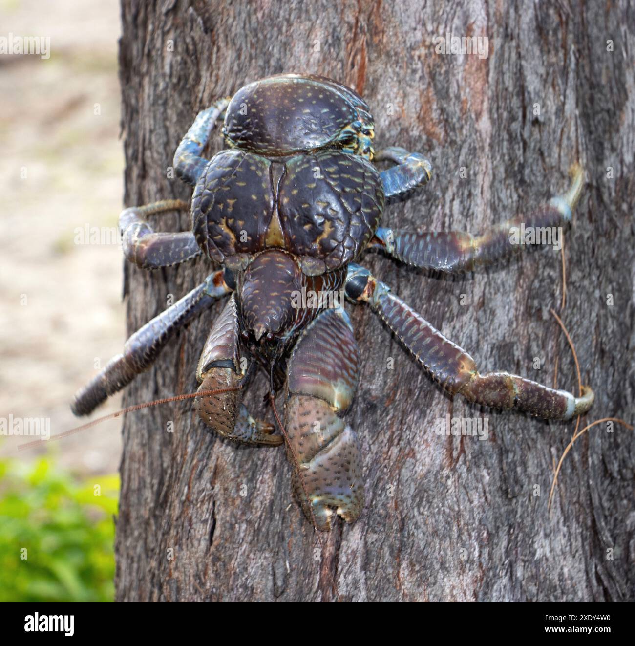 The Coconut or Robber Crab is the largest member of the hermit Crab ...