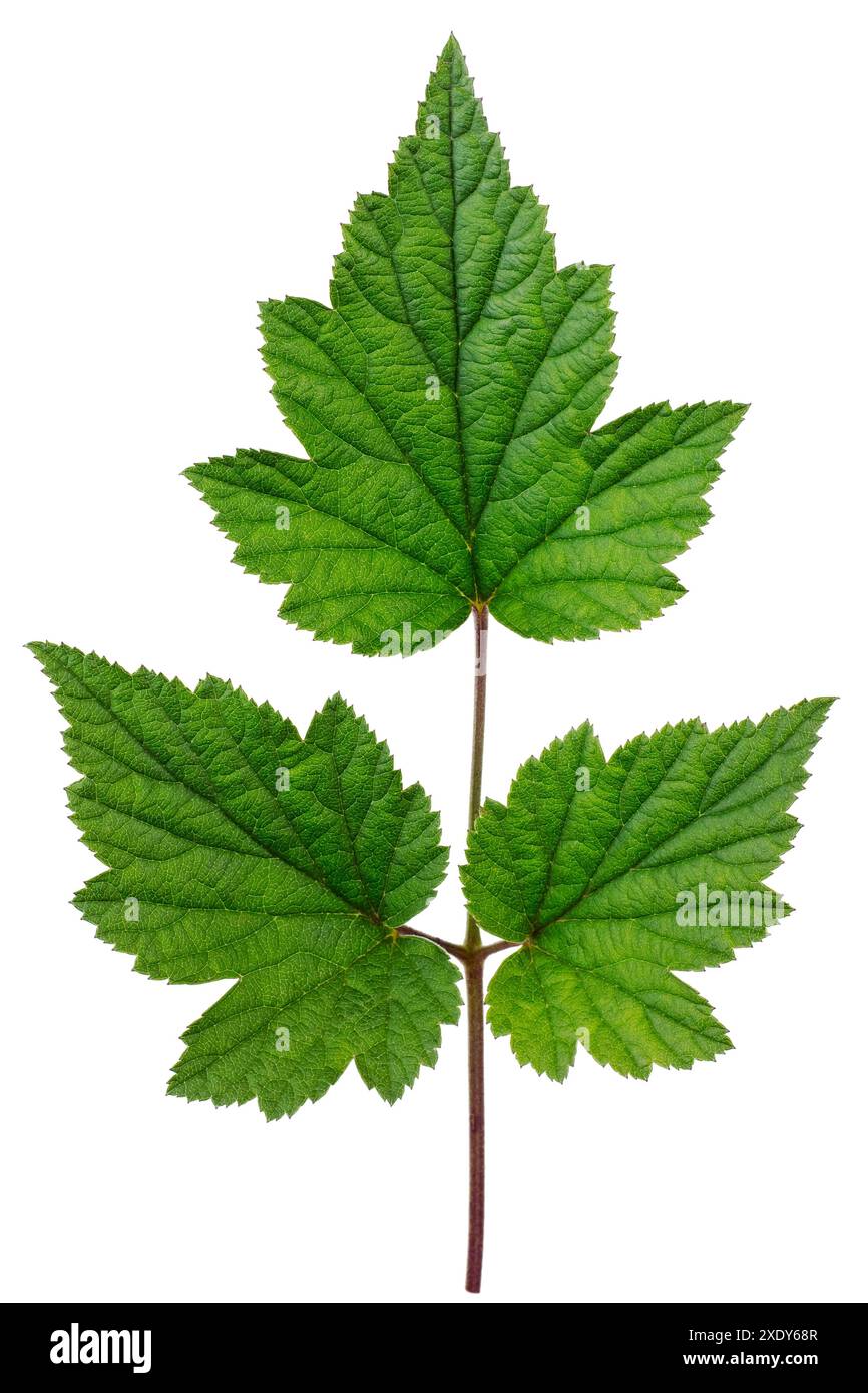 Small leaflets hi-res stock photography and images - Alamy