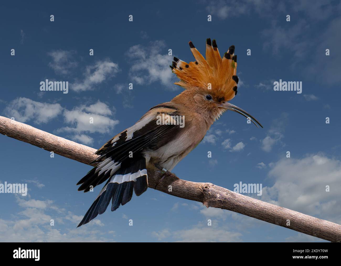 The Eurasian hoopoe is the most widespread species of the genus Upupa ...