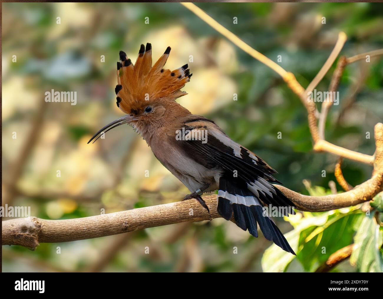 The Eurasian hoopoe is the most widespread species of the genus Upupa ...