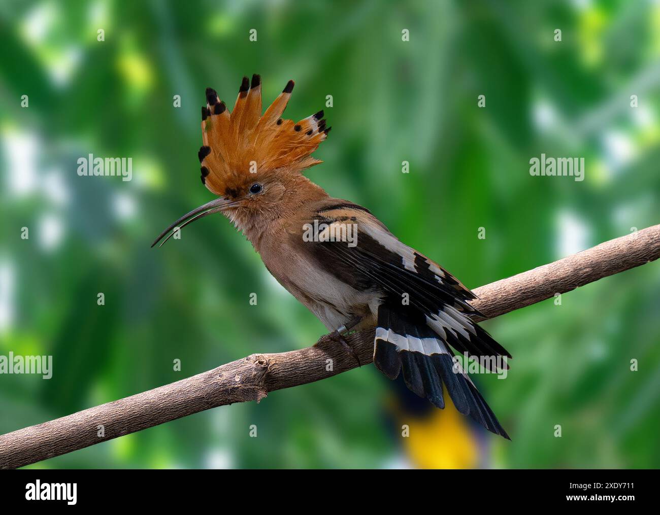The Eurasian hoopoe is the most widespread species of the genus Upupa ...