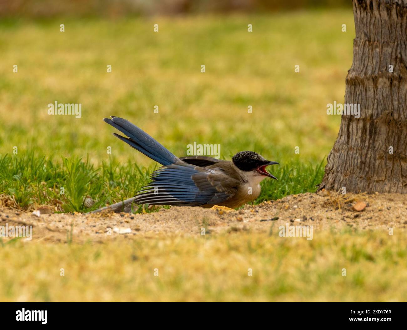 Magpie portugal hi-res stock photography and images - Alamy