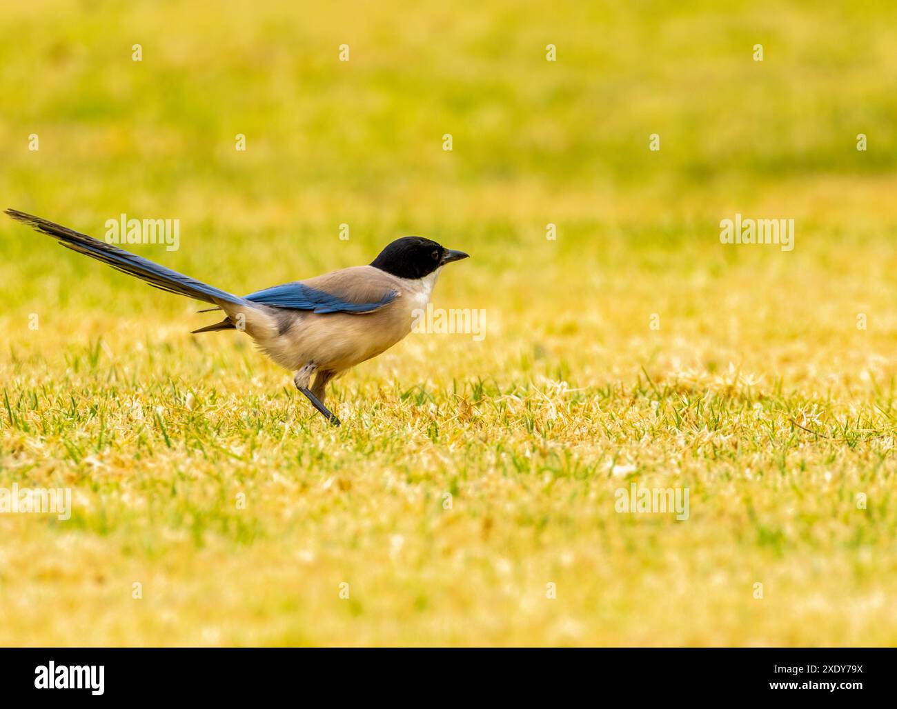 Iberian magpie in a garden in Portugal Stock Photo - Alamy