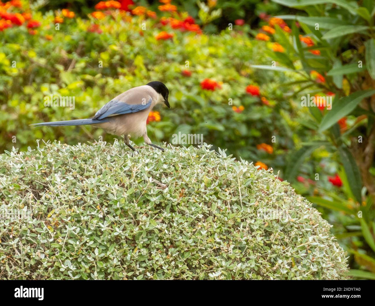Magpie portugal hi-res stock photography and images - Alamy