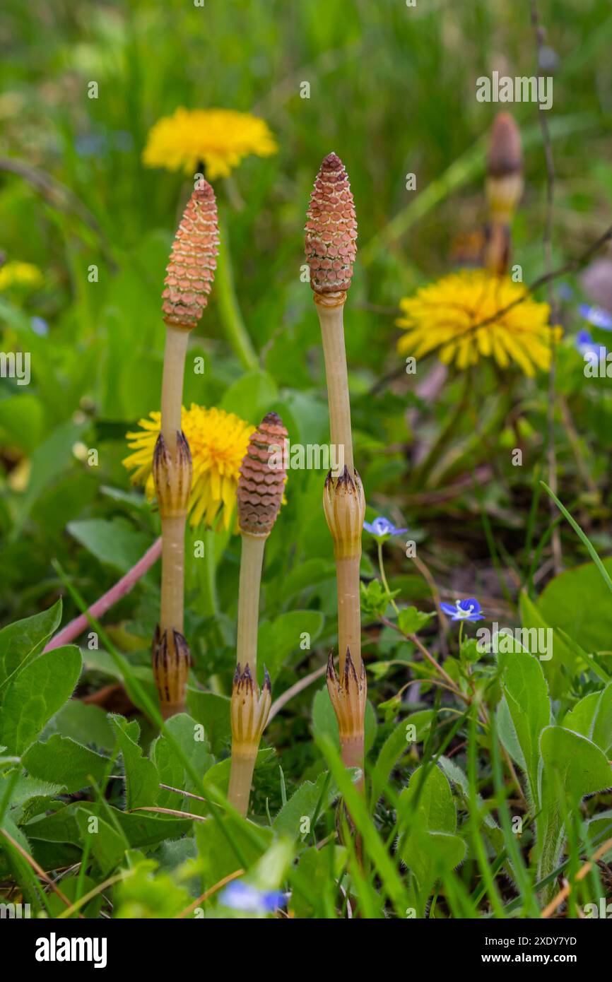 Equisetum arvense, the field horsetail or common horsetail, is an ...