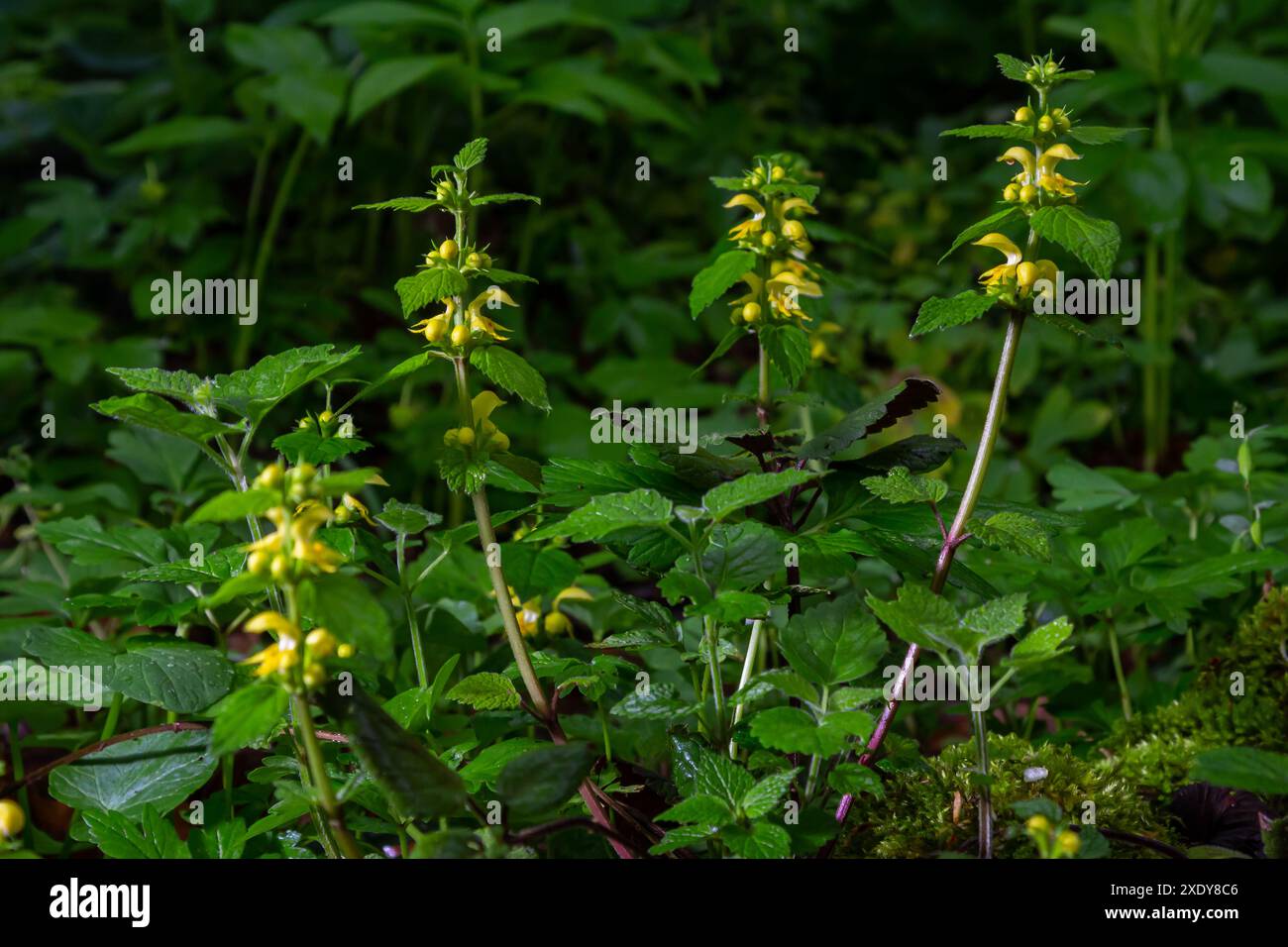 Yellow archangel plant Lamium galeobdolon with flowers and green leaves ...