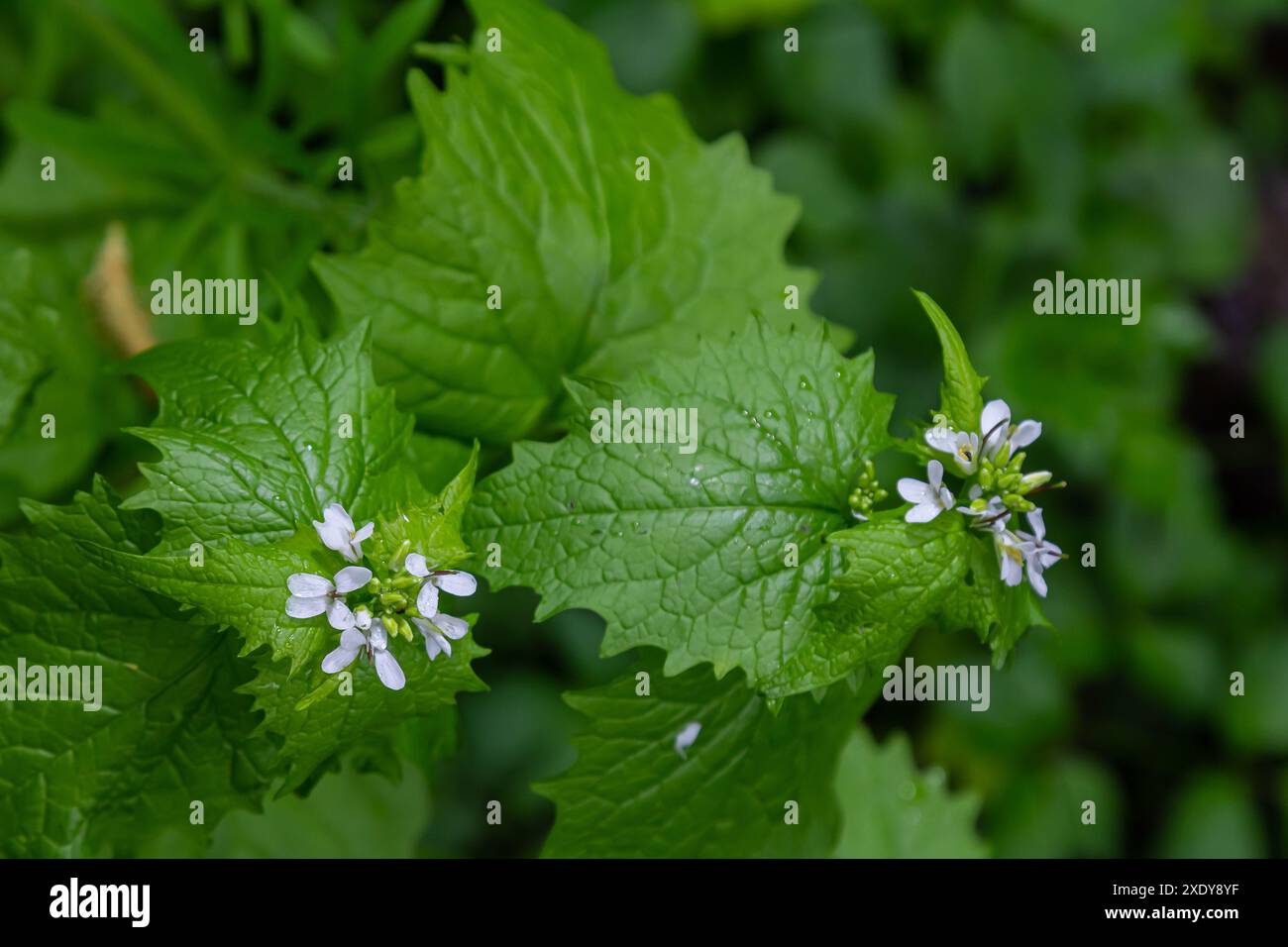Garlic mustard flowers Alliaria petiolata close up. Alliaria petiolata ...
