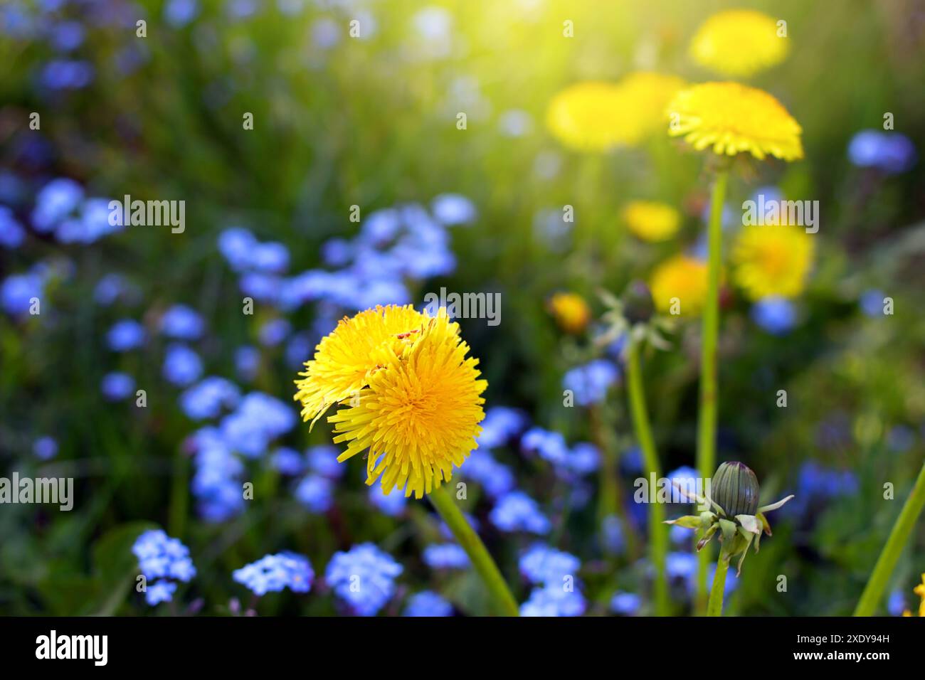 Mutant dandelion among flowers Stock Photo - Alamy
