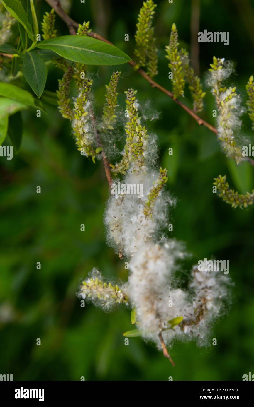 Salix atrocinerea. Close-up of a jack salce branch with the mature ...