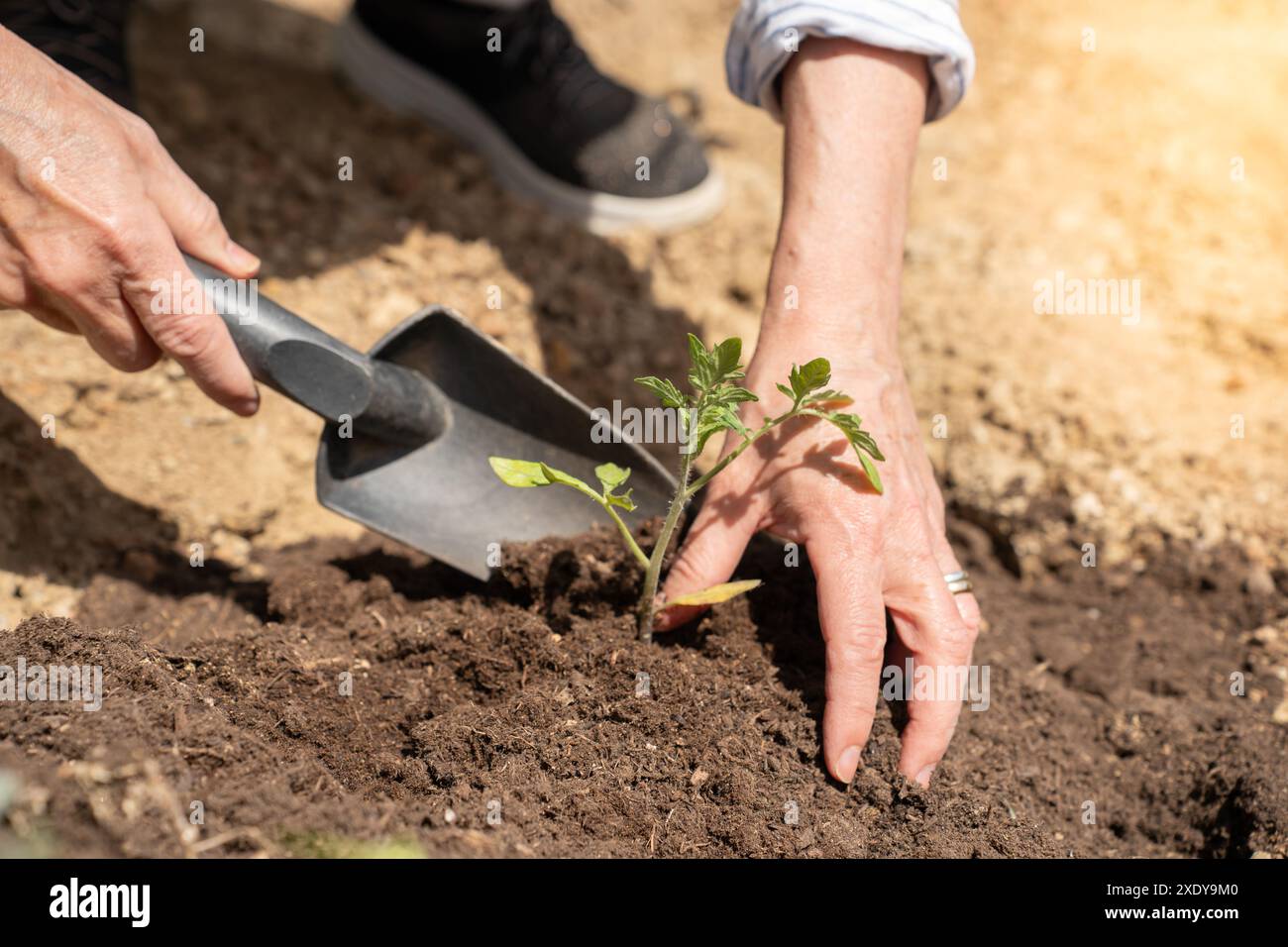 Farmer hands digging hi-res stock photography and images - Alamy
