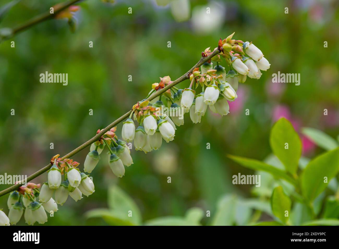 White blueberry buds on a bush. Blueberry bud twig. White flowers ...