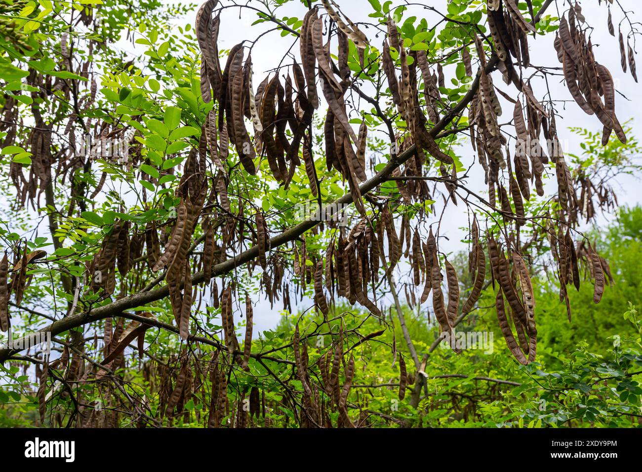 Robinia pseudoacacia, commonly known as black locust with seeds Stock ...
