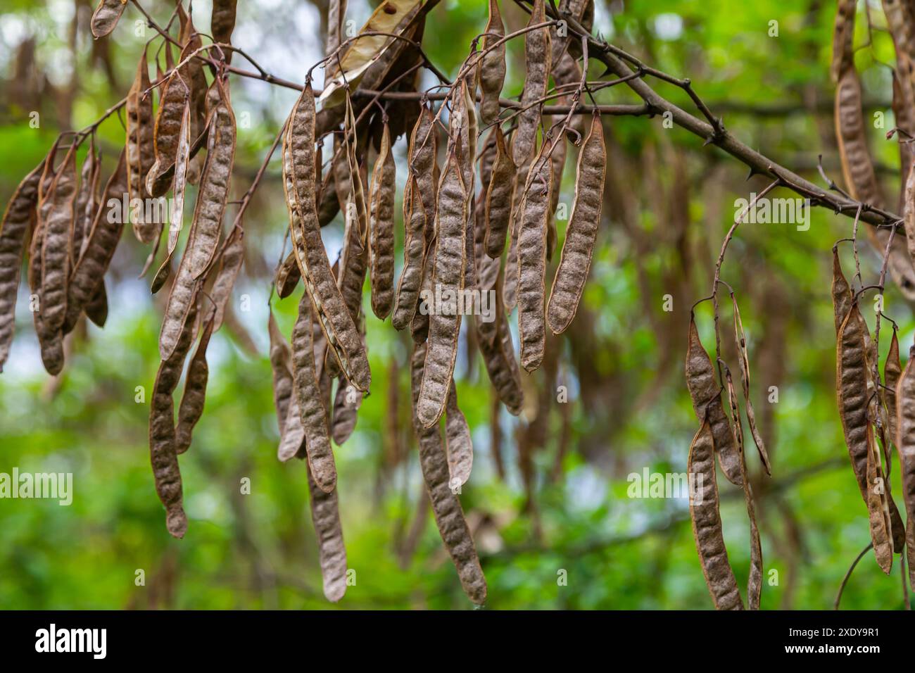 Robinia pseudoacacia, commonly known as black locust with seeds Stock ...
