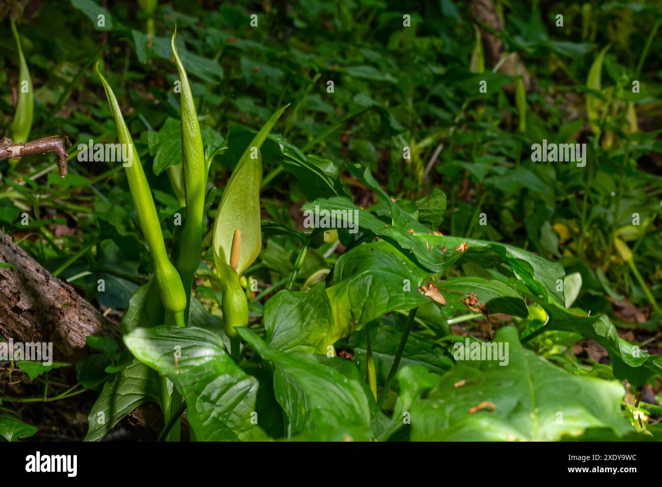 Cuckoopint or Arum maculatum arrow shaped leaf, woodland poisonous ...