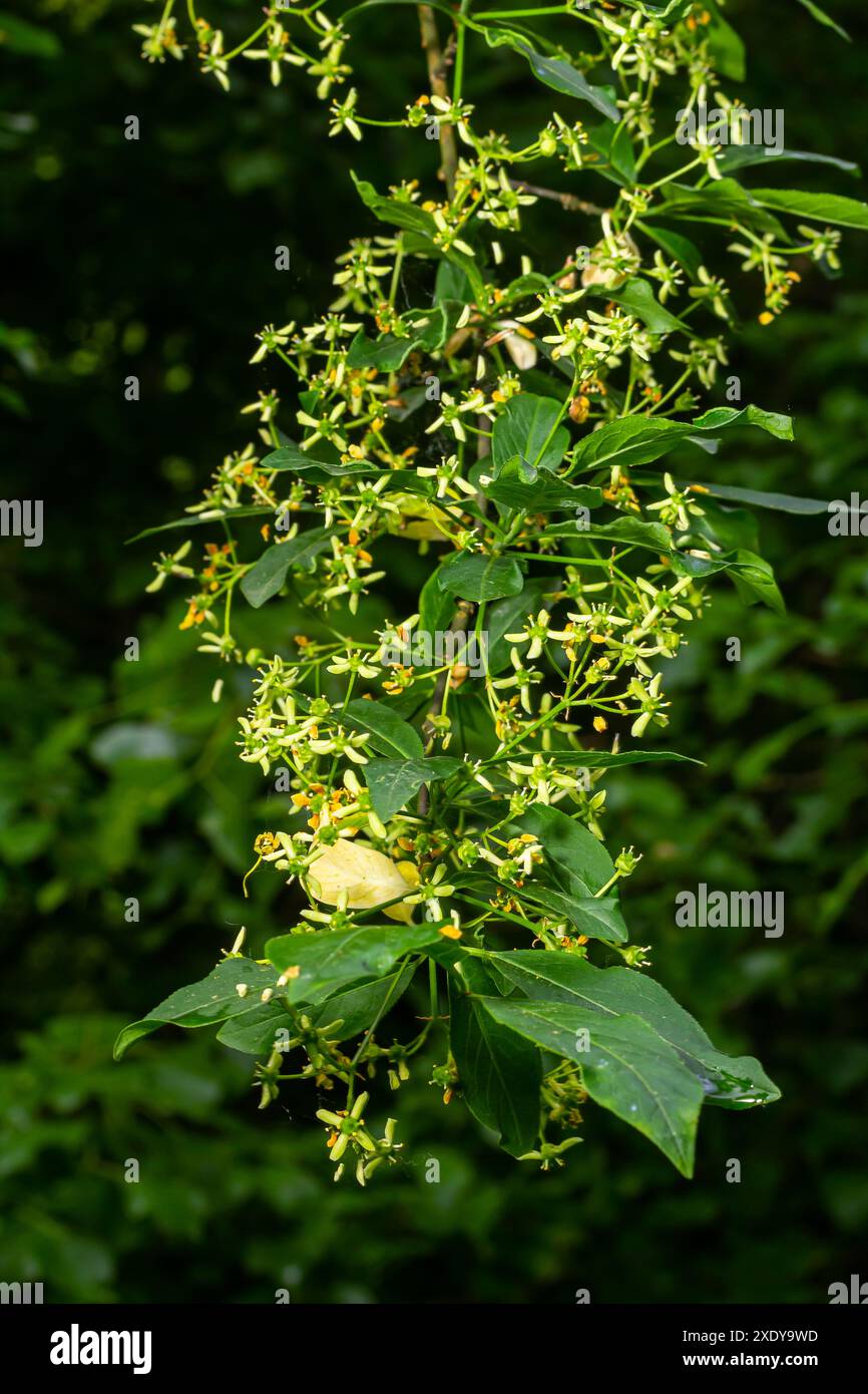 Flowering European spindle tree, Euonymus europaeus, flowering plant ...