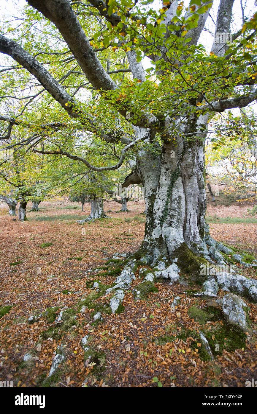 Beechwood forests hi-res stock photography and images - Alamy