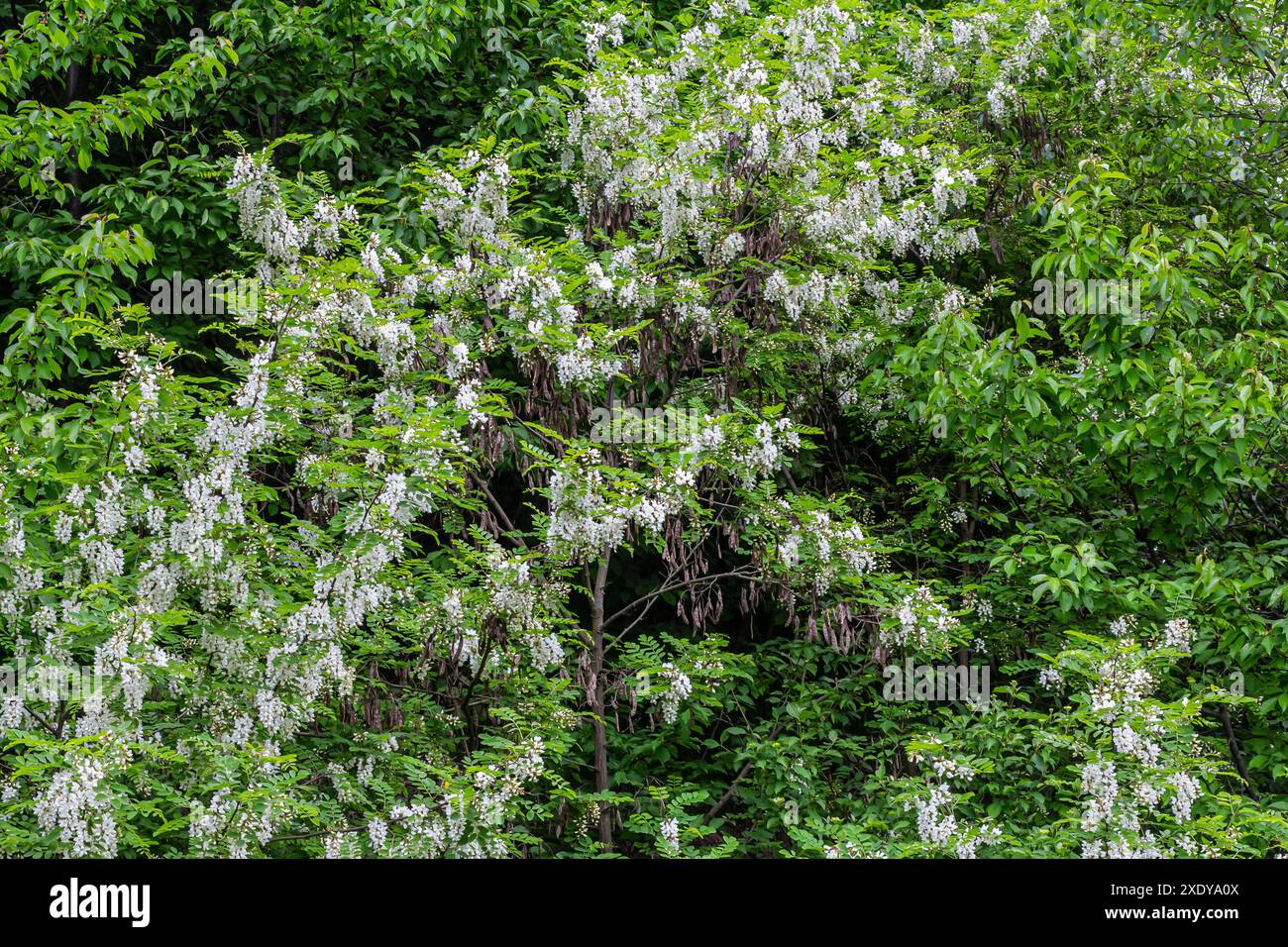 Honey bee collects nectar from white flowers tree acacia. Blooming ...