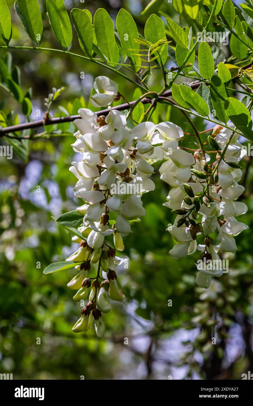 Honey bee collects nectar from white flowers tree acacia. Blooming ...