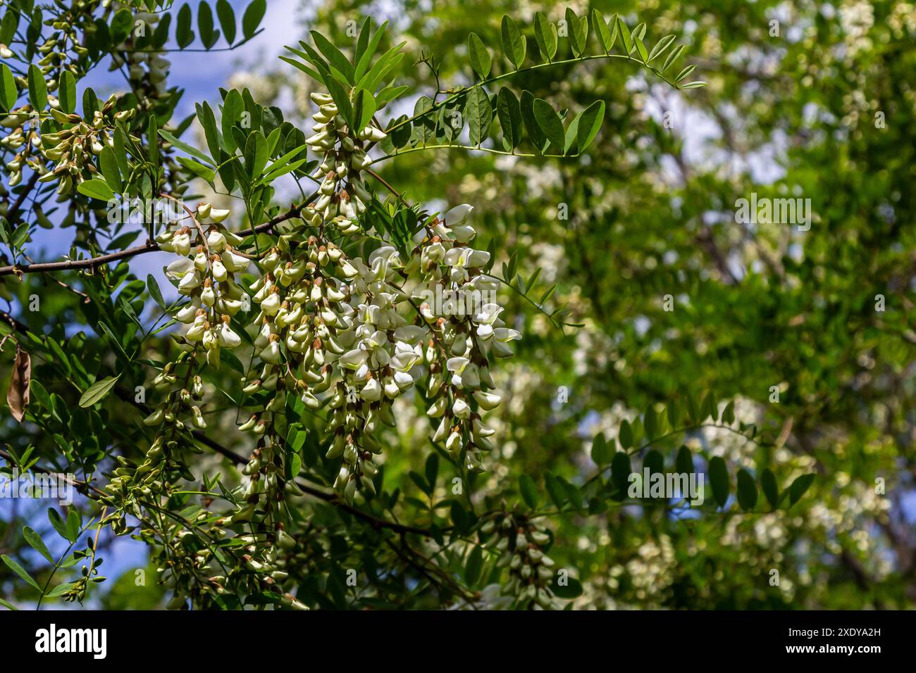 Honey bee collects nectar from white flowers tree acacia. Blooming ...