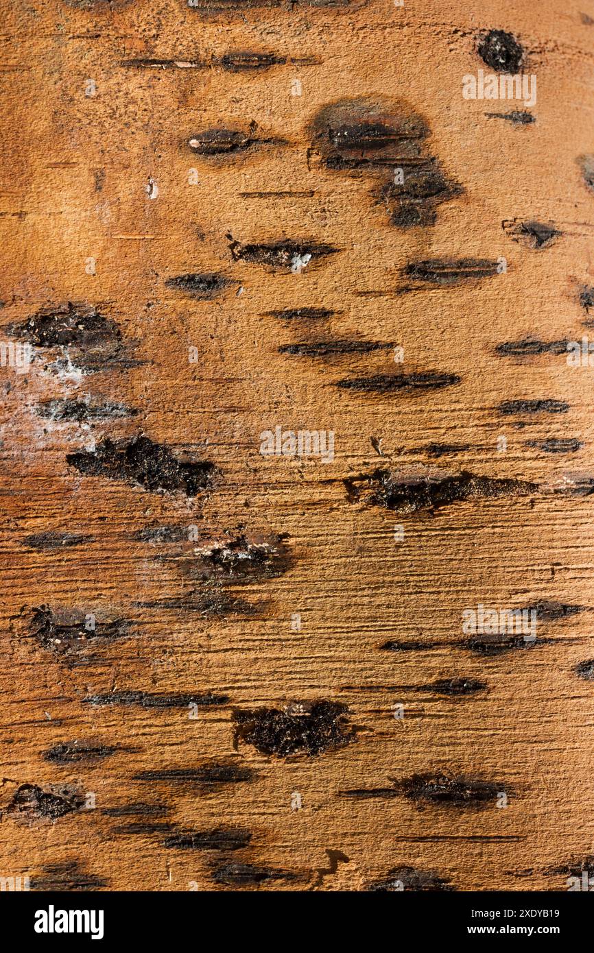 Internal structure of a birch bark Stock Photo - Alamy