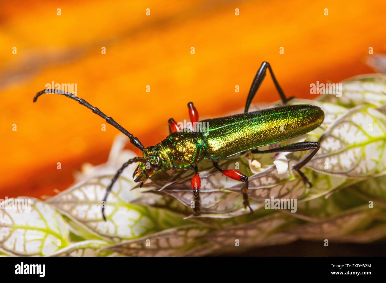 Prominent elytra hi-res stock photography and images - Alamy