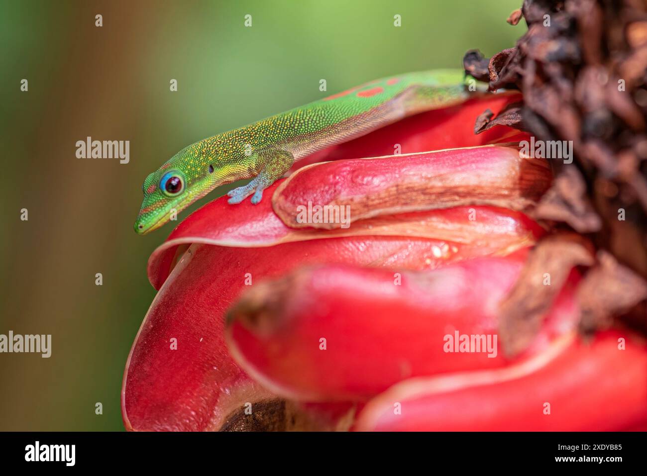 A vibrant gecko on a banana plant leaf, eyes wide, gazing directly at ...