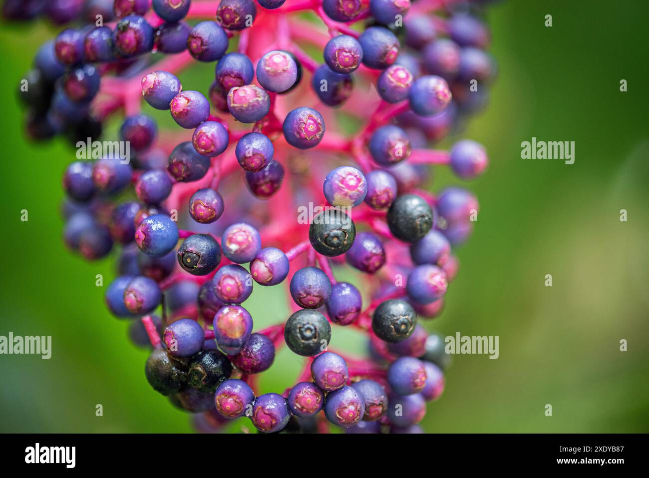 Vivid close-up of a Kapa Kapa flower, showcasing its intricate petals ...