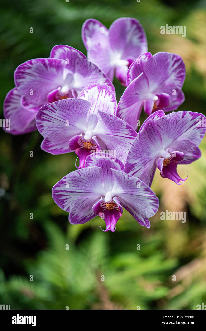 Showcasing hues hi-res stock photography and images - Alamy