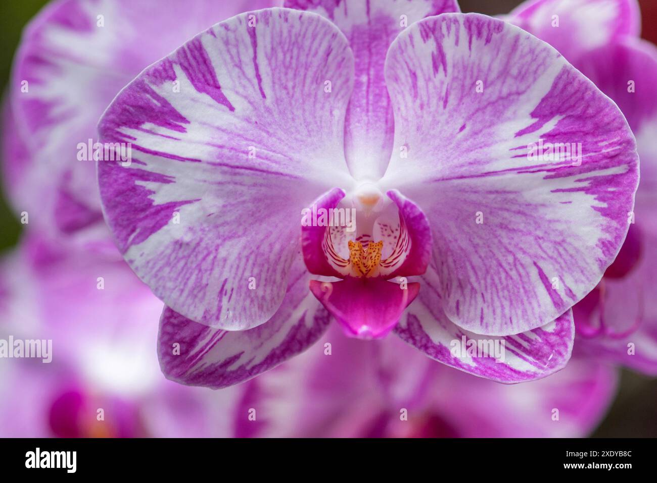 A detailed close-up captures the exquisite beauty of a butterfly orchid ...
