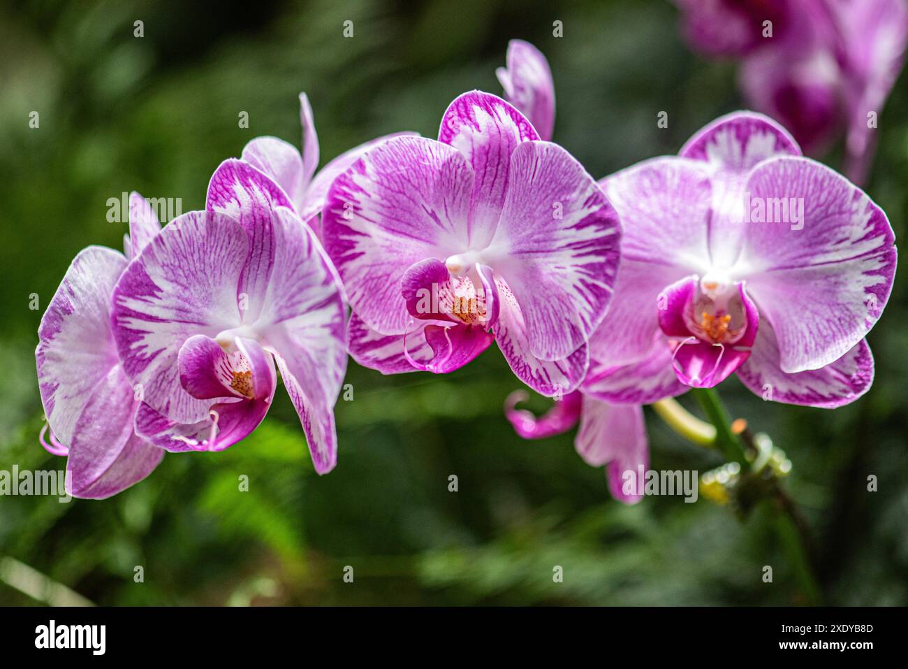 Three butterfly orchids display their delicate blooms side by side ...