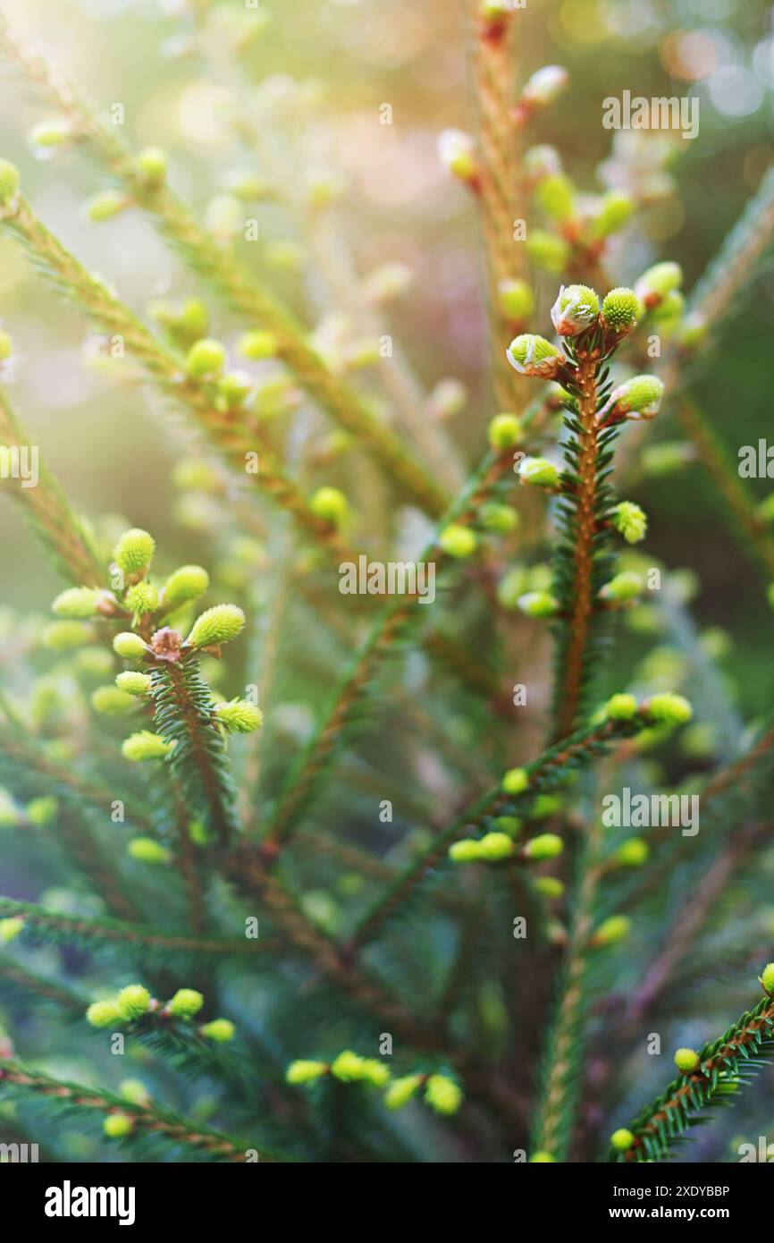 Fresh buds hi-res stock photography and images - Alamy