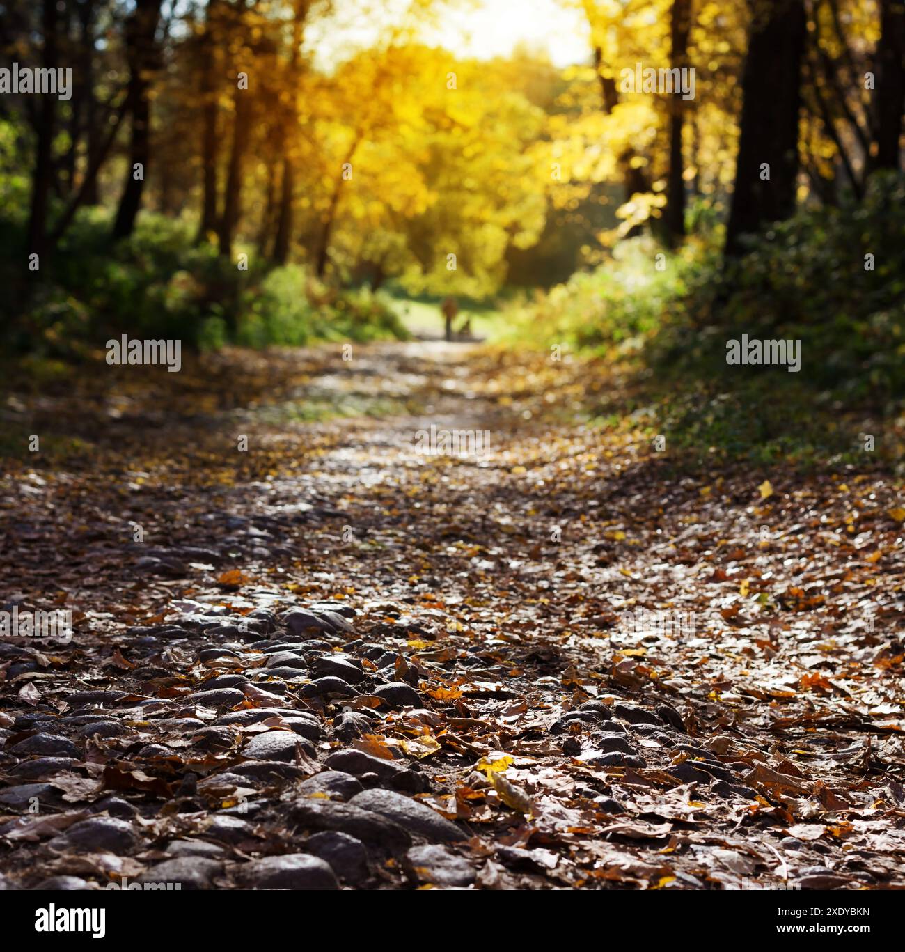 Autumn park paving road hi-res stock photography and images - Alamy