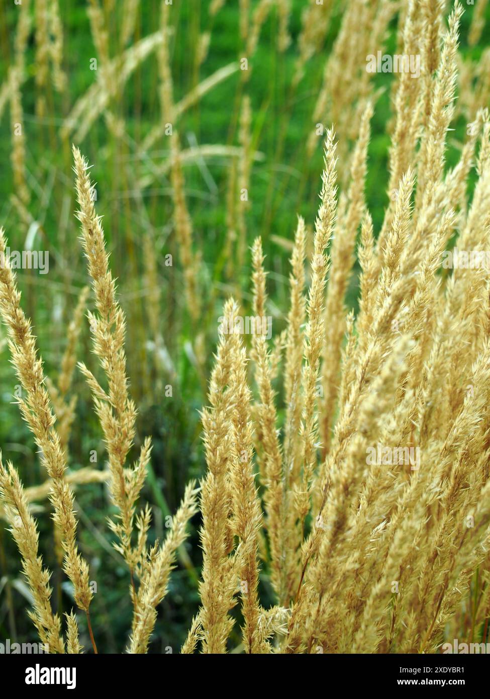 Tall dry yellow summer grasses in a meadow Stock Photo - Alamy