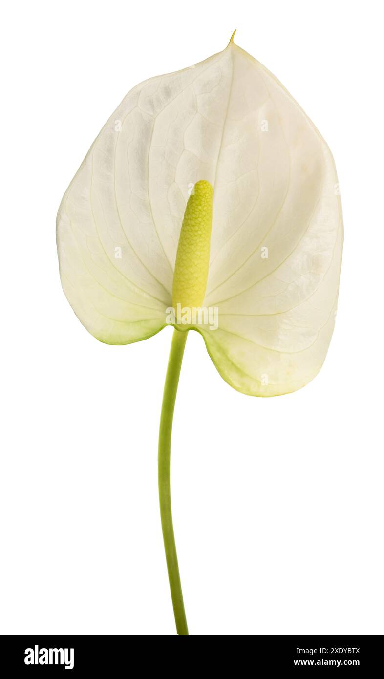 White Anthurium flower isolated on white background Stock Photo - Alamy