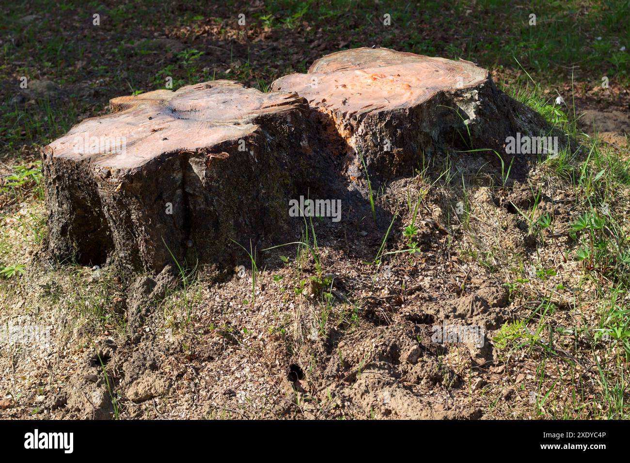 Two stumps hi-res stock photography and images - Alamy