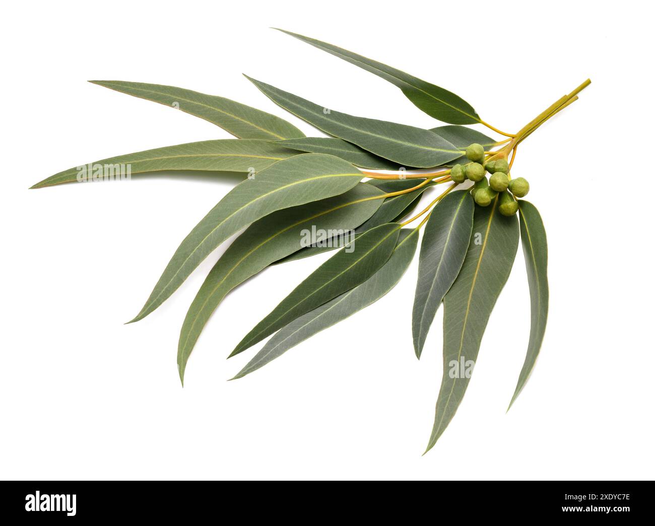 eucalyptus branch isolated on white background Stock Photo - Alamy